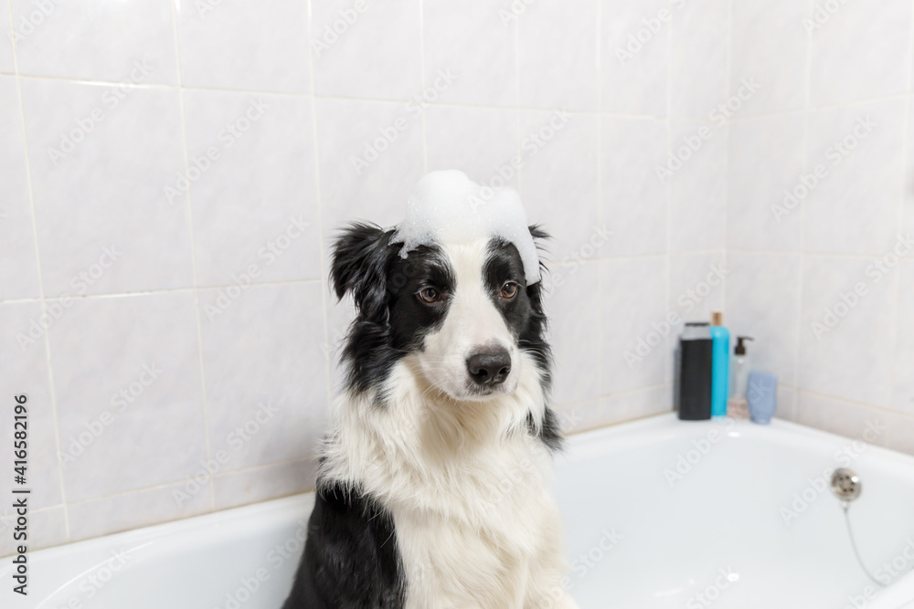 Funny indoor portrait of puppy dog border collie sitting in bath gets ...