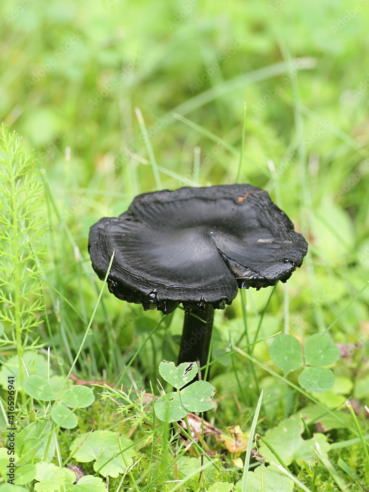 Foto de Hygrocybe conica, known as the witch's hat, conical wax cap or ...