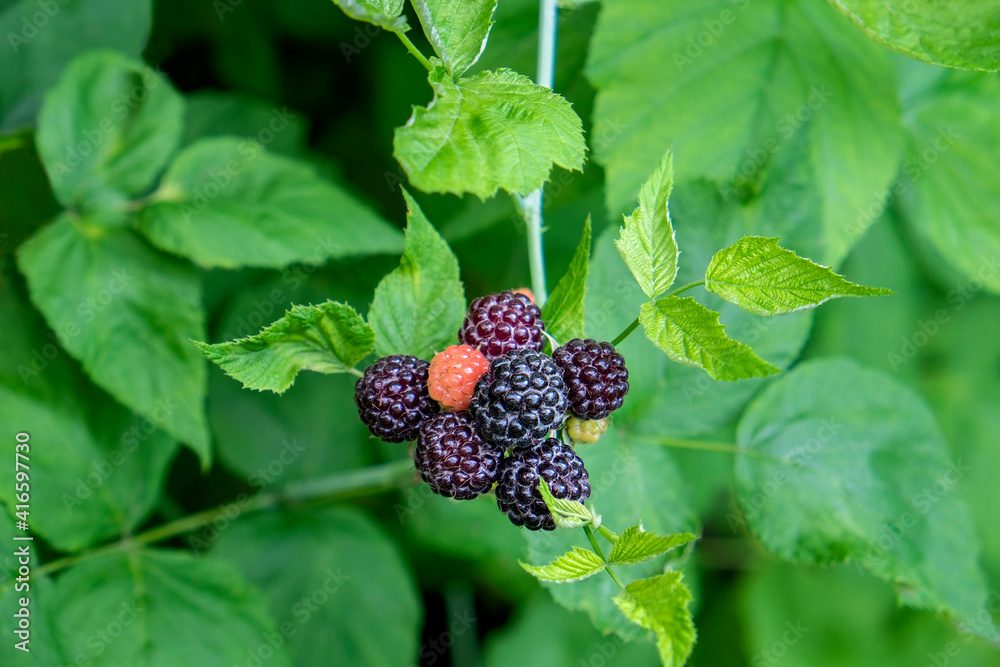 Black raspberries, USA Stock Photo | Adobe Stock