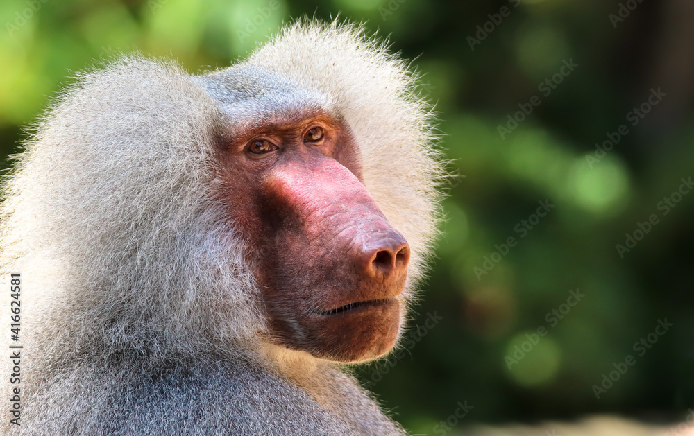 Adult old baboon monkey (Pavian, Papio hamadryas) close face expression ...