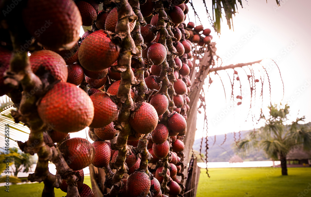 Aguaje, red tropical and jungle fruit. Peruvian aphrodisiac fruit ...