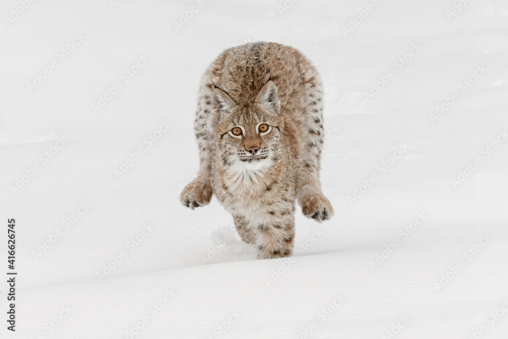 Lynx Running