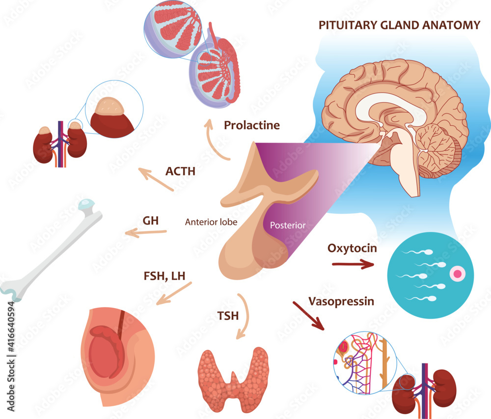 Pituitary gland function in male body. Illustration of the pituitary ...