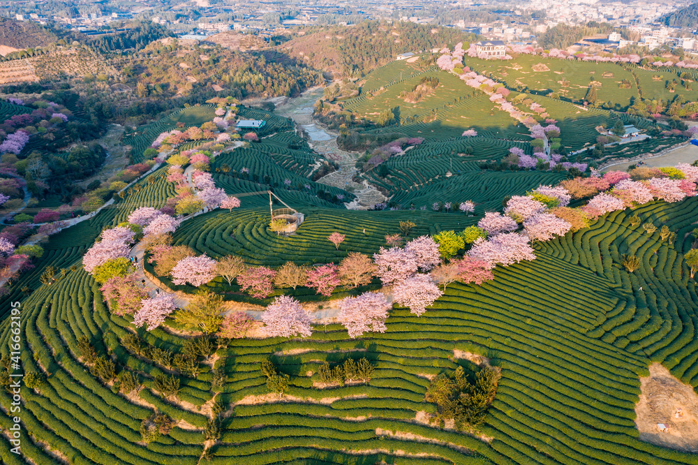Aerial view of traditional Chinese tea garden, with blooming cherry ...