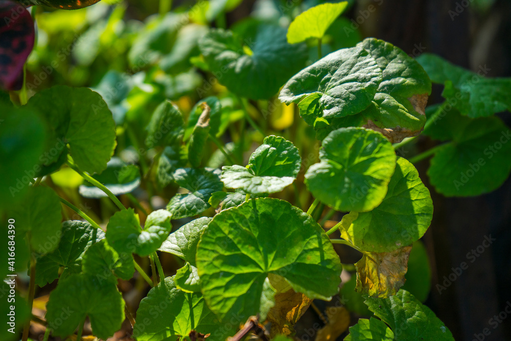 Centella asiatica, commonly known as centella and gotu kola, is a small ...