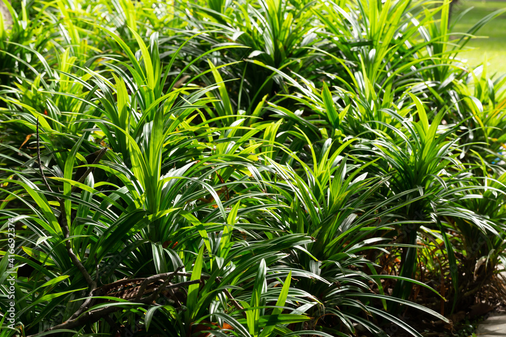 Pandan leaves (Pandanus amaryllifolius Roxb.) are plants that contain ...