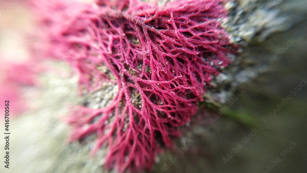 Red algae on the seashore. Stock Photo | Adobe Stock