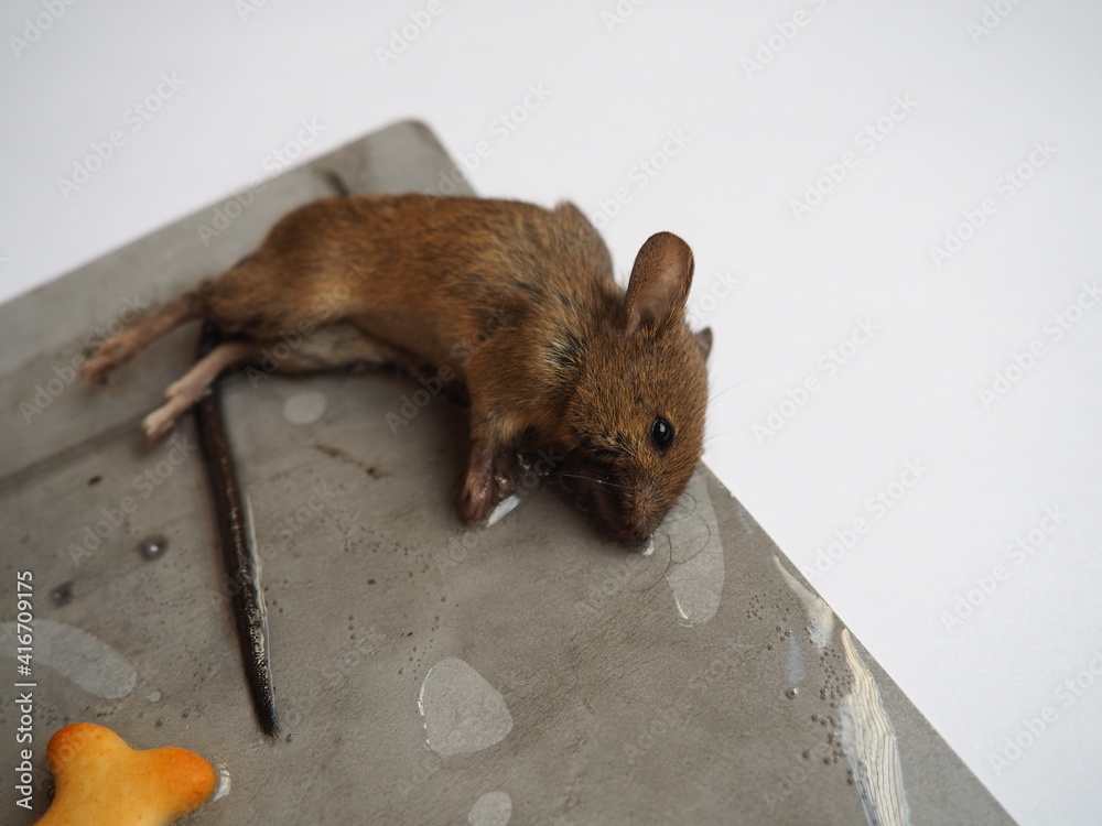 Dead mouse on glue. Mousetrap for domestic rodents. A gray mouse or rat ...