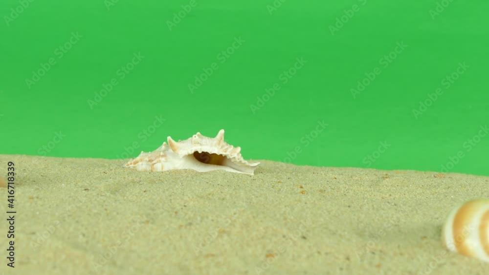 shell on beach with green screen 4k Footage Stock ビデオ | Adobe Stock