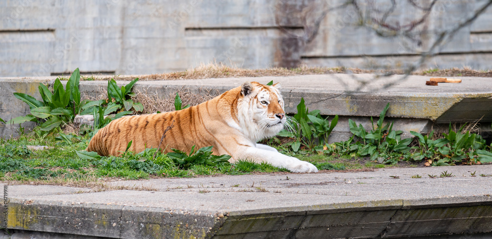 Nice tiger (Panthera tigris) resting on bushes in its enclosure Stock ...