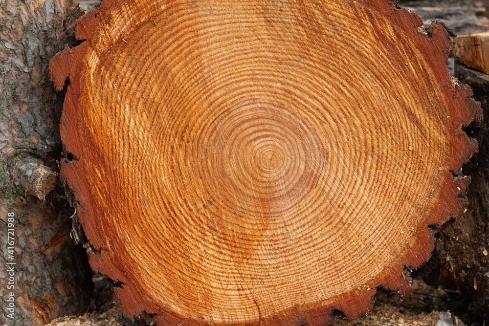 Close-up of a cross-section of a tree trunk.Texture of a cut tree with ...