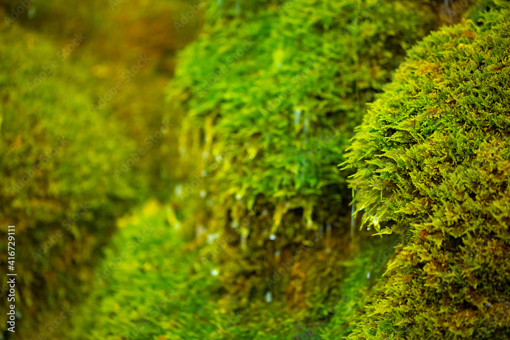 Green moss wall in Iceland with dripping water droplets. Beautiful ...