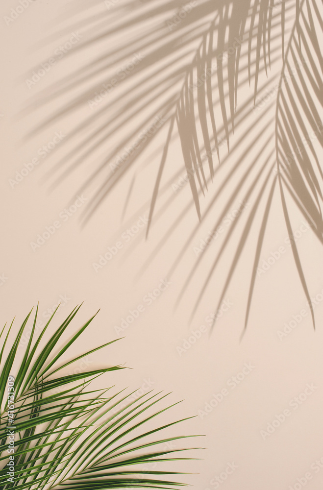 Summer natural color green palm leaves and hard shadows. Tropical ...