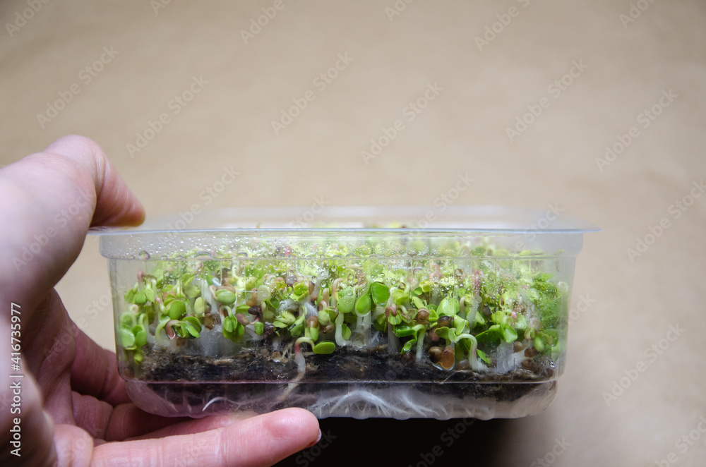 Close up stems and roots of germinating radish microgreen seeds through ...