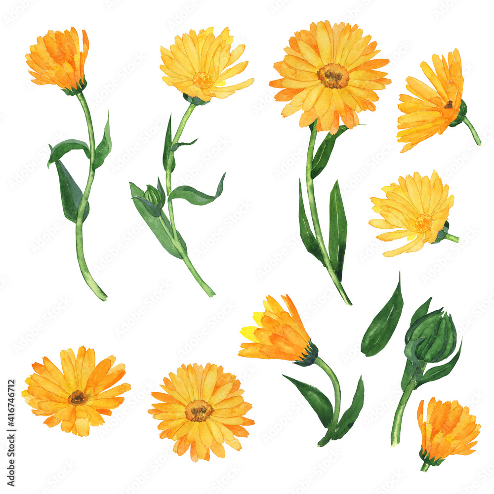 Set of calendula flower elements isolated on white background ...