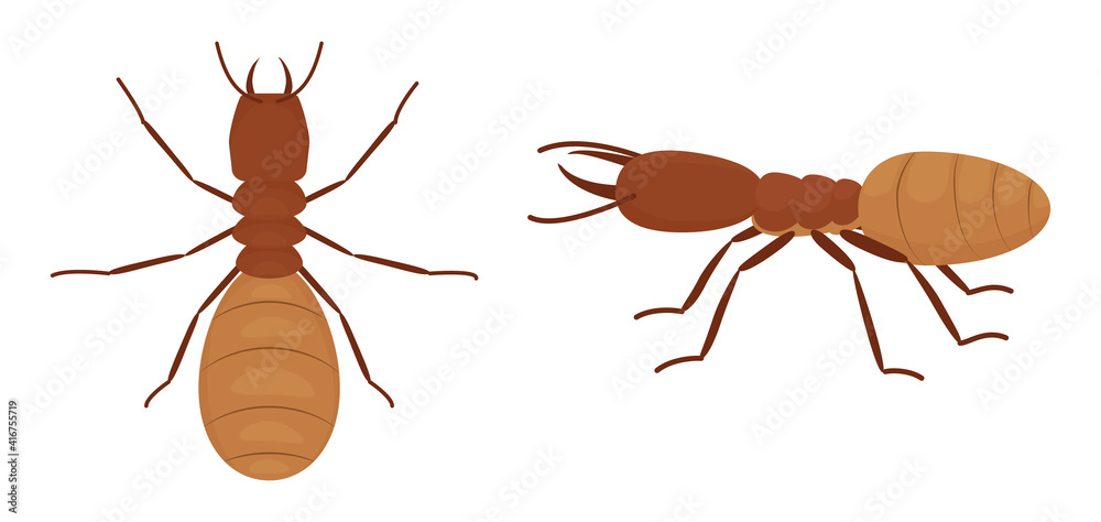 Cartoon termites isolated on white background, insect wood pest. Vector ...