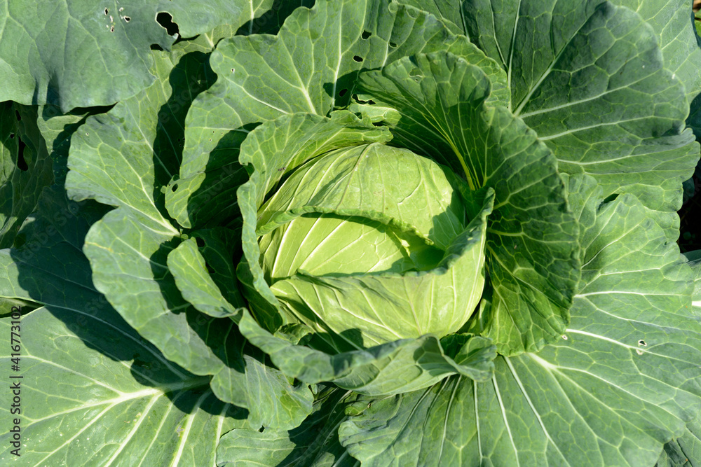Brassica Oleracea, Green Cabbage plant on the ground in an organic farm ...