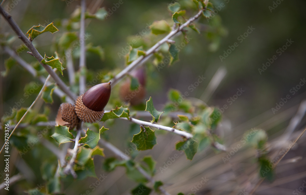 Cork Oak Acorn