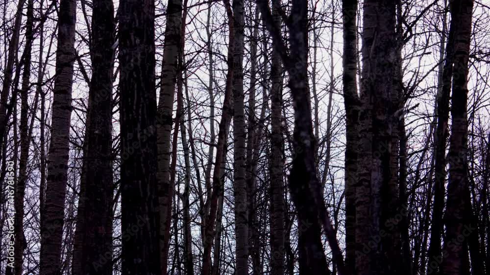 Time lapse in natures sunrise in a dark winter dense forest with bare ...