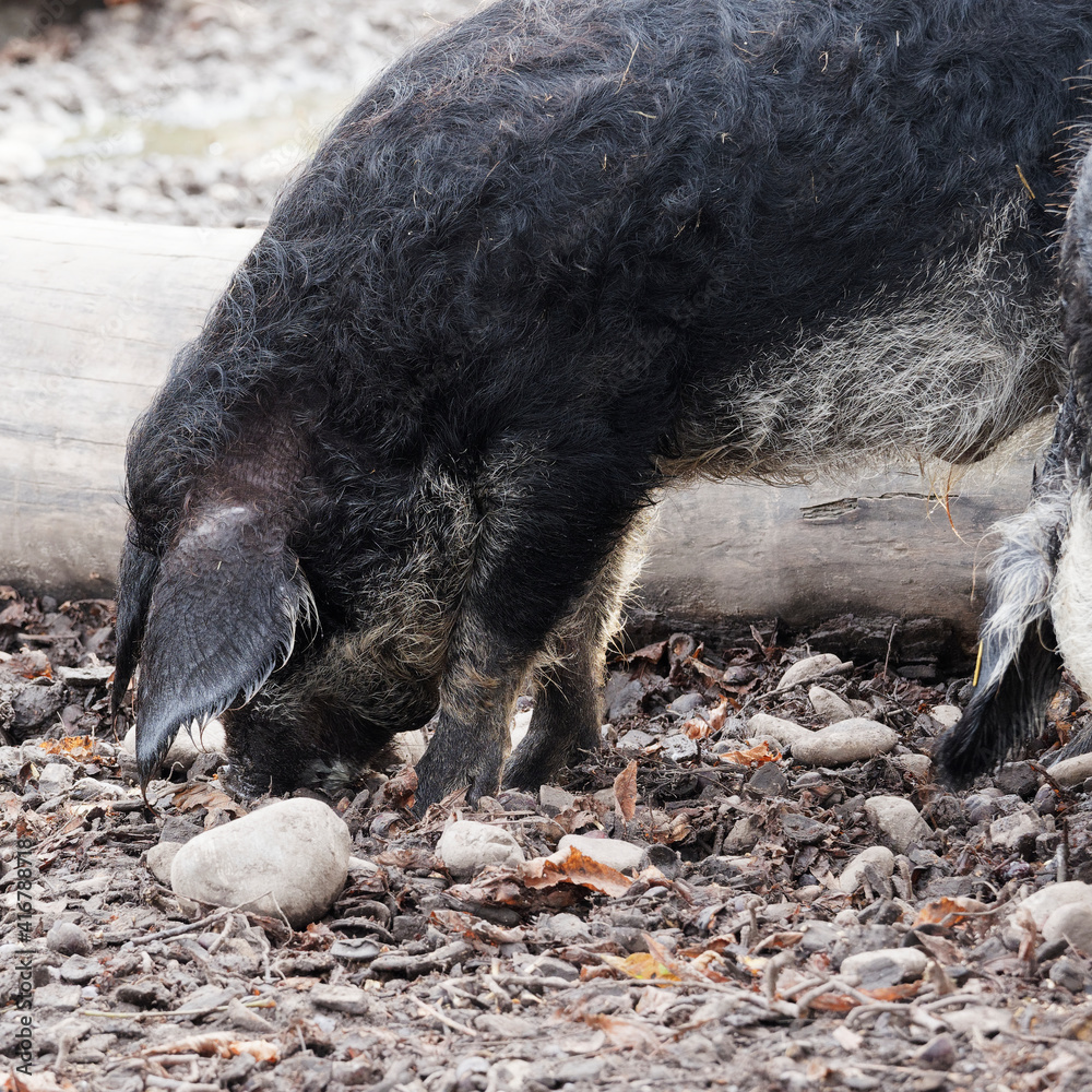 Mangalica-Schwein oder Schwalbenbäuchiges Wollschwein. (Sus scrofa ...