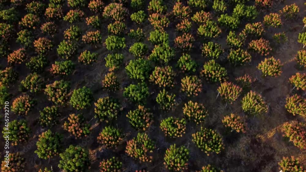 Mango trees garden top ariel view with gold sunlight in the afternoon ...