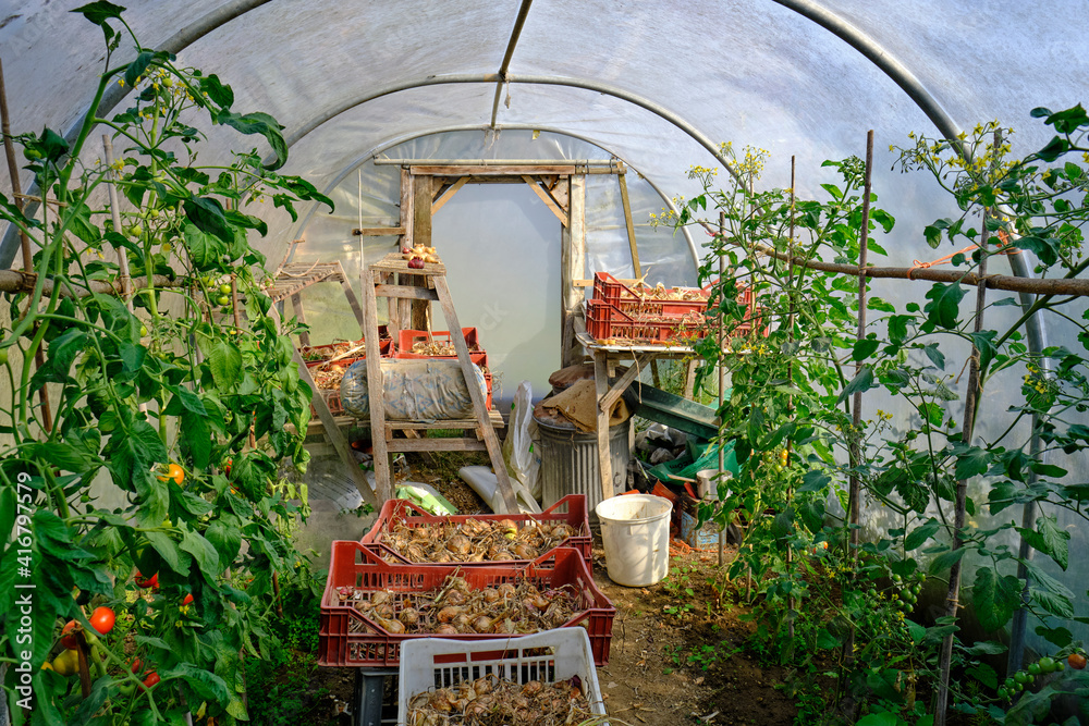 Stockfoto Inside a Polytunnel on an organic farm, tomato plants grow ...