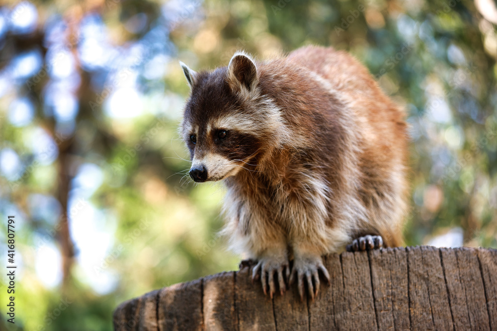 Full body of female common raccoon Stock Photo | Adobe Stock