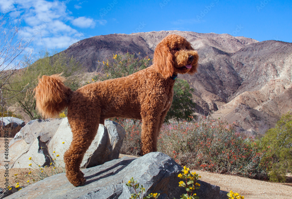 Labradoodle in a desert garden. Stock Photo | Adobe Stock
