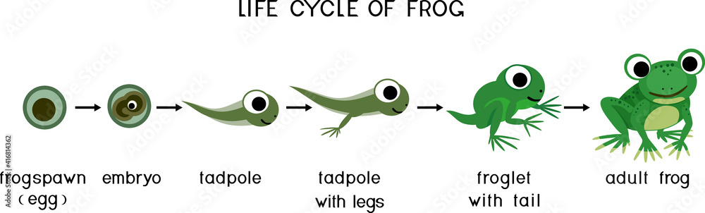 Frog life cycle. Sequence of stages of development of cartoon green ...