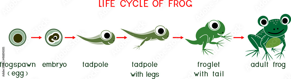 Frog life cycle. Sequence of stages of development of cartoon green ...