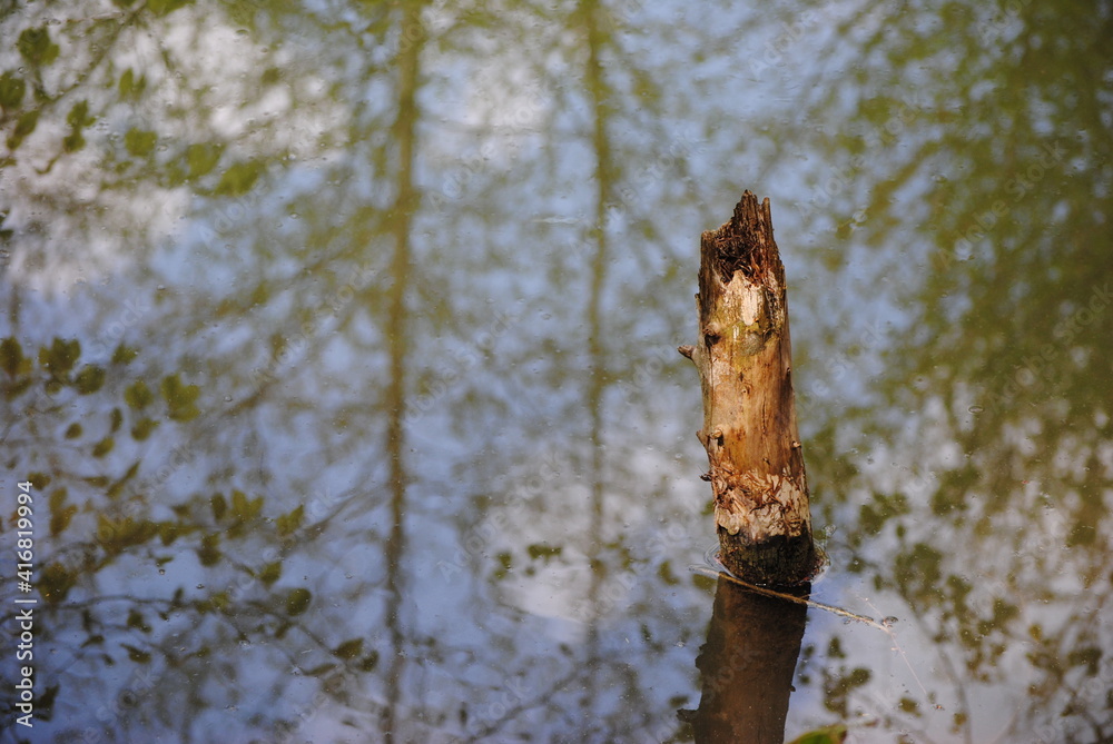 Tronc d'arbre dans une tourbière dans les Franches-Montagnes, dans le Jura en Suisse, Europe ...