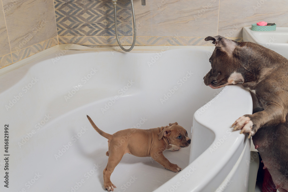 American Bully bathing, Pitbull, dog cleaning, dog wet a bath. Stock ...