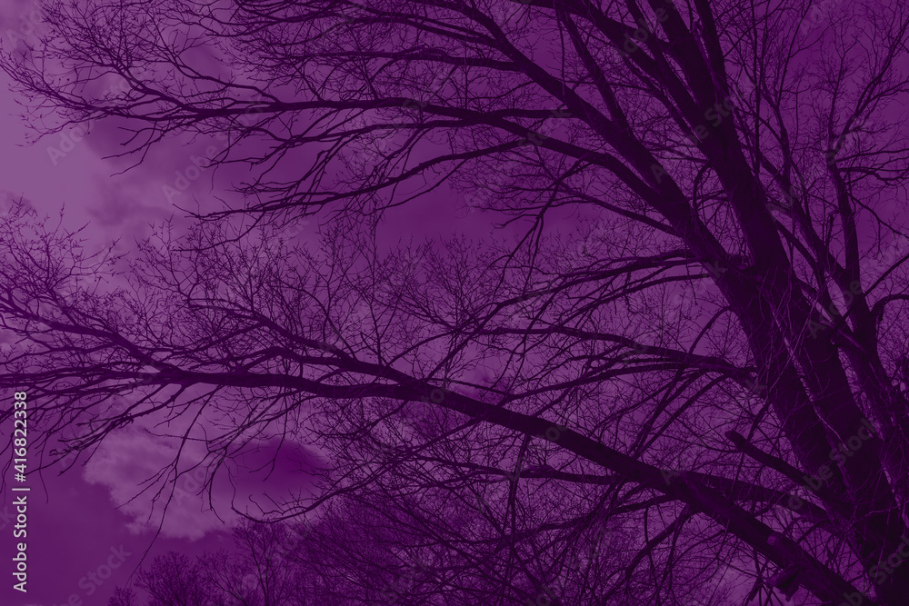 Trees and Purple Sky Stock Photo | Adobe Stock