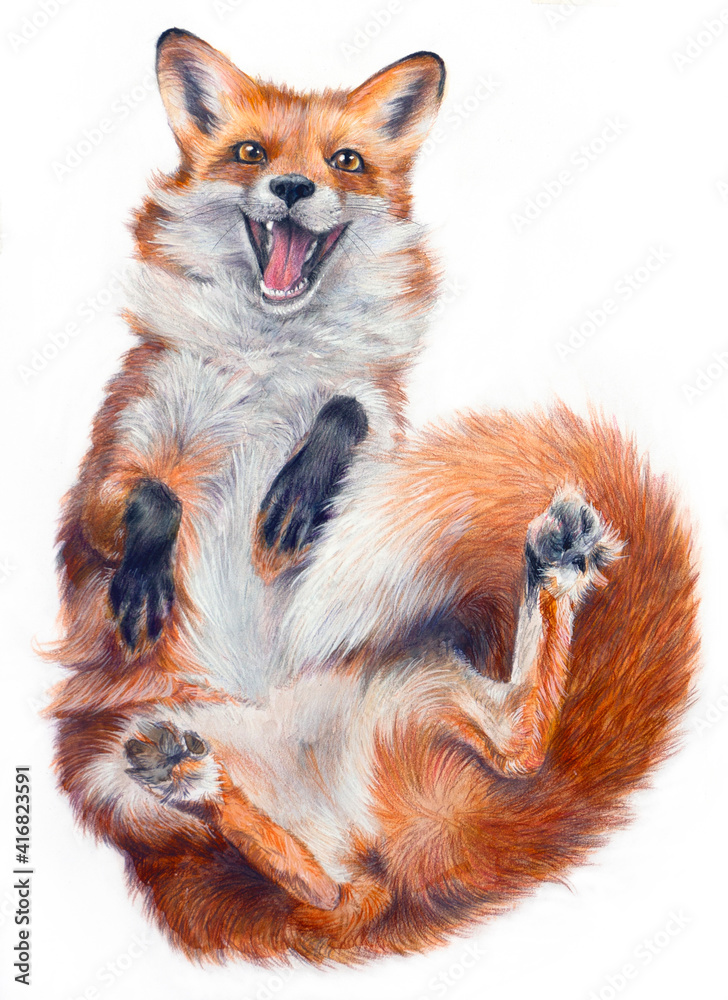 Realistic drawing of a fox on a white background. Funny fox lies and ...