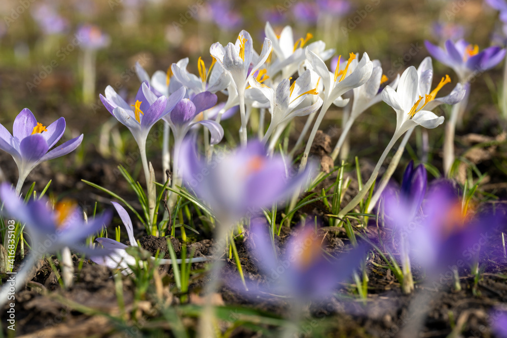 Krokusse auf einer Frühlingswiese im Garten, Park oder in der Natur ...