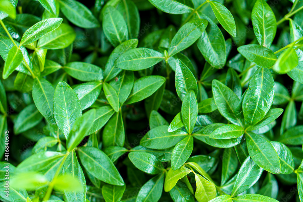 Catharanthus roseus. Cape Periwinkle. Bringht Eye, Indian Periwinkle ...