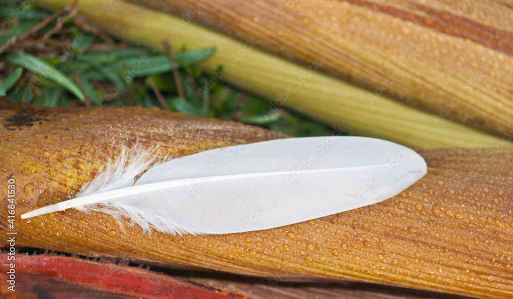 top view, close distance of a bald eagle, white tail feather, isolated ...