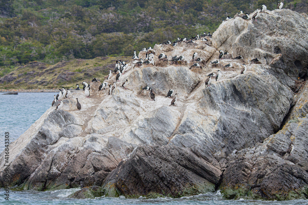 Foto de Cormorants resting on a rocky island in Parc Nacional Bernardo ...