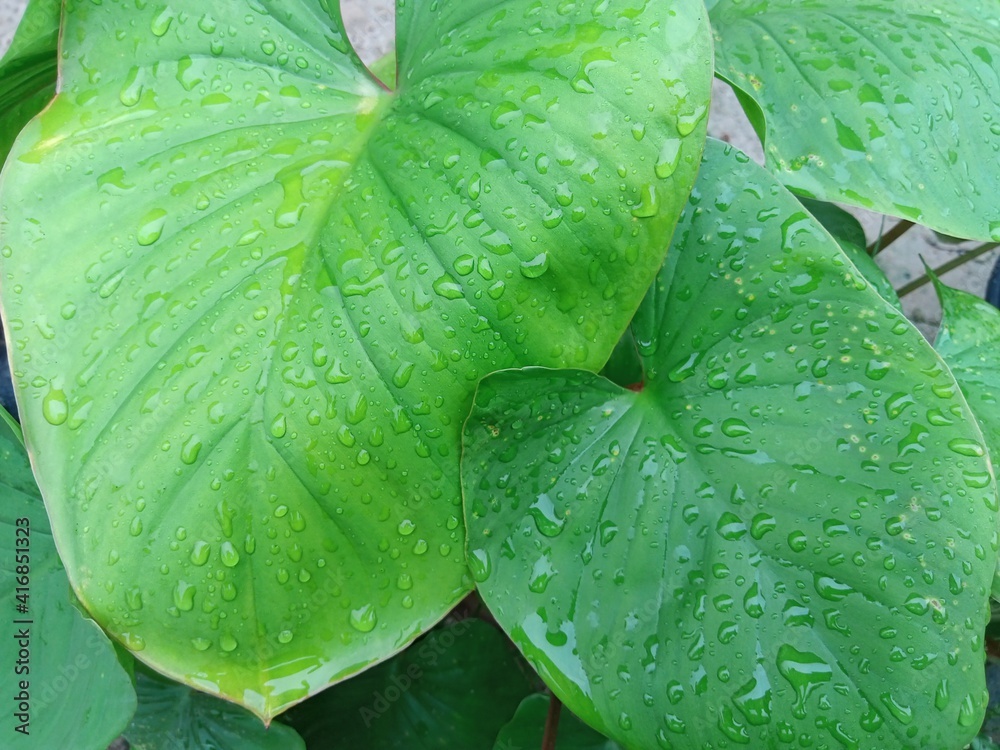 Homalomena ornamental plants are classified as forest plants that can ...
