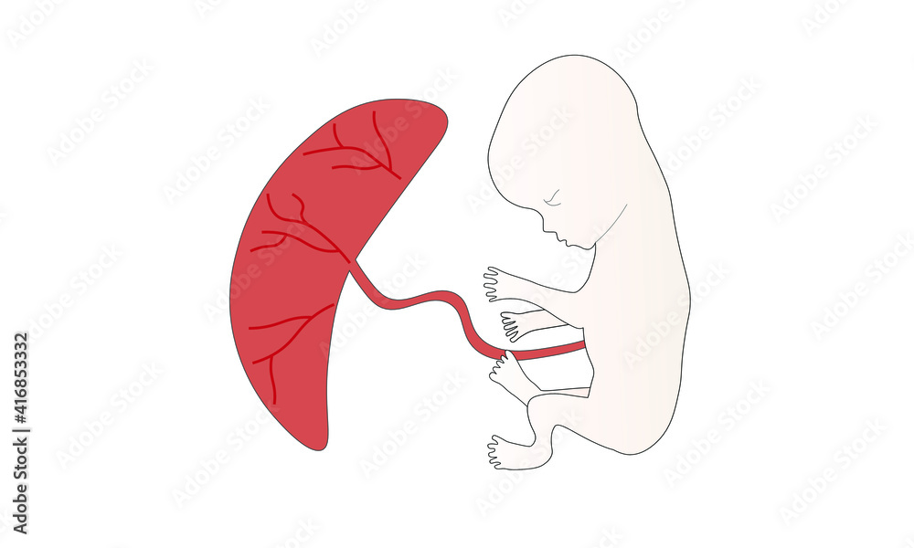 Baby and placenta Stock Vector | Adobe Stock