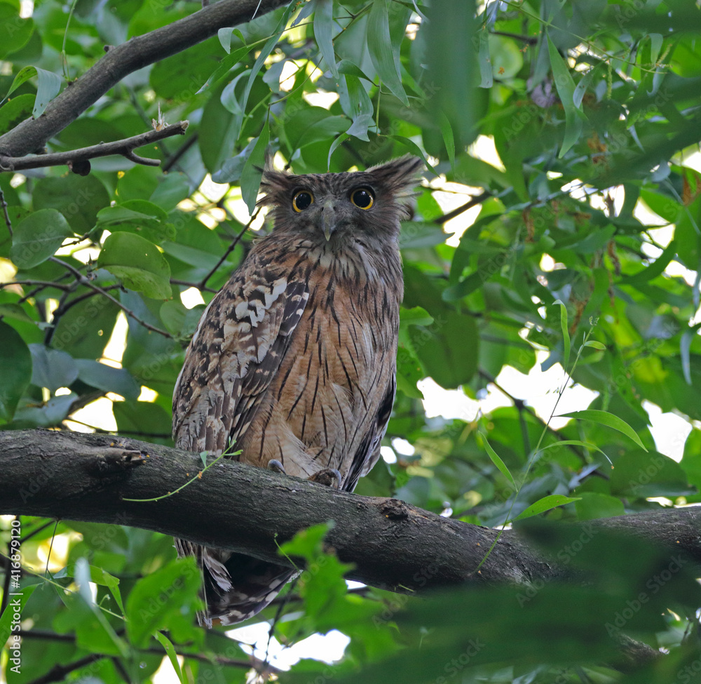 Brown fish owl.The brown fish owl is a fish owl species in the family ...