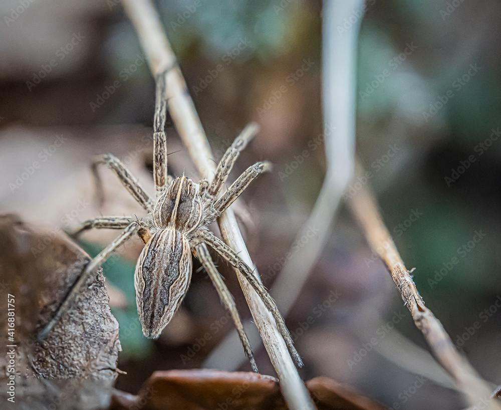 Die Listspinne (Pisaura mirabilis) auf einer feuchten Wiese, mit Ästen ...