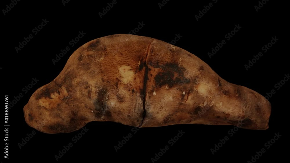 Realistic render of a rolling Yacon Root on black background. The video ...
