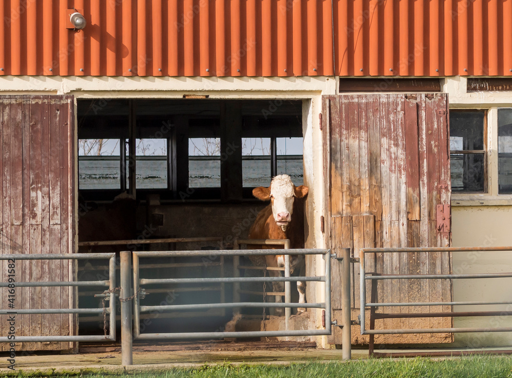 Eine Kuh steht im Kuhstall Stock Photo | Adobe Stock