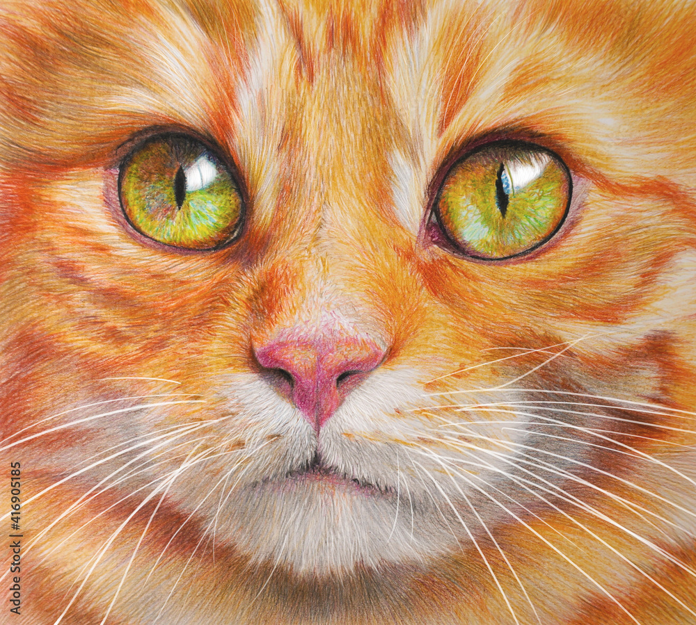 Colorful handdrawing portrait of a cat. Pet on white background ...