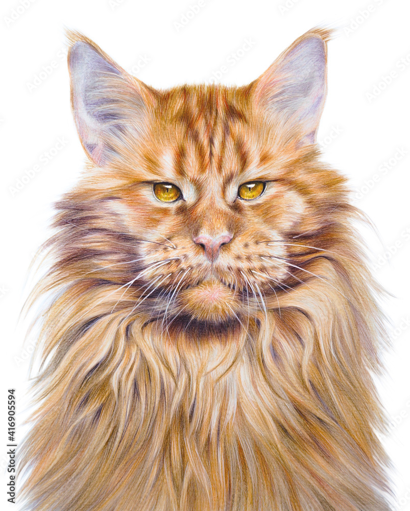 Colorful handdrawing portrait of a Maine Coon cat. Pet on white ...