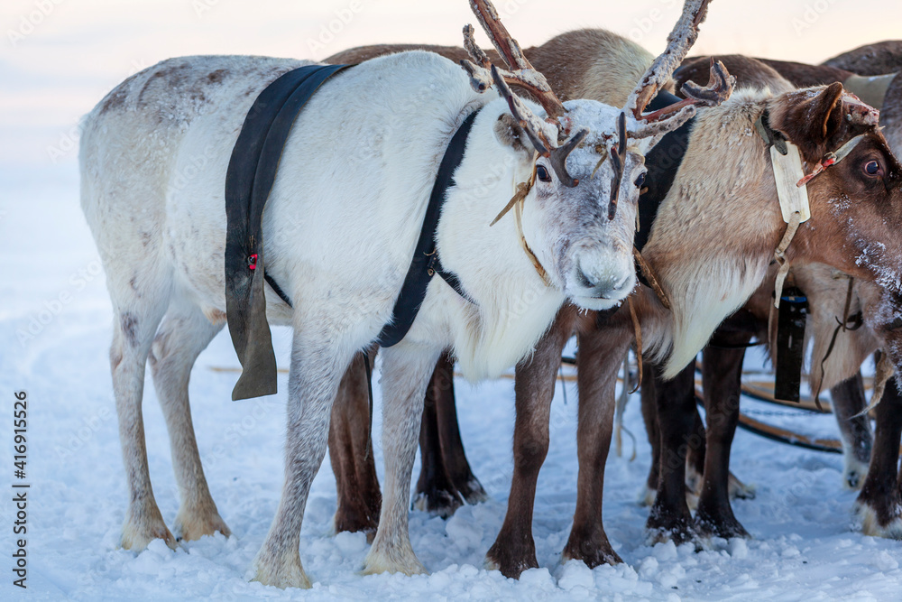 Poster The extreme north, Yamal Peninsula, reindeer in Tundra , Deer ...