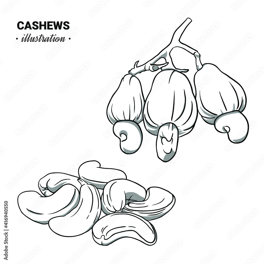 Hand drawn sketch style Cashew set. Single, group seeds, cashew in ...