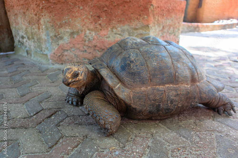 Giant Turtle on Prison Island in Zanzibar. Ancient turtles in Africa ...