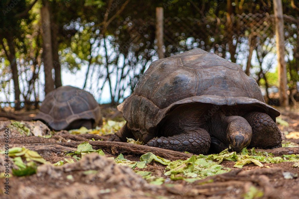 Giant Turtle on Prison Island in Zanzibar. Ancient turtles in Africa ...